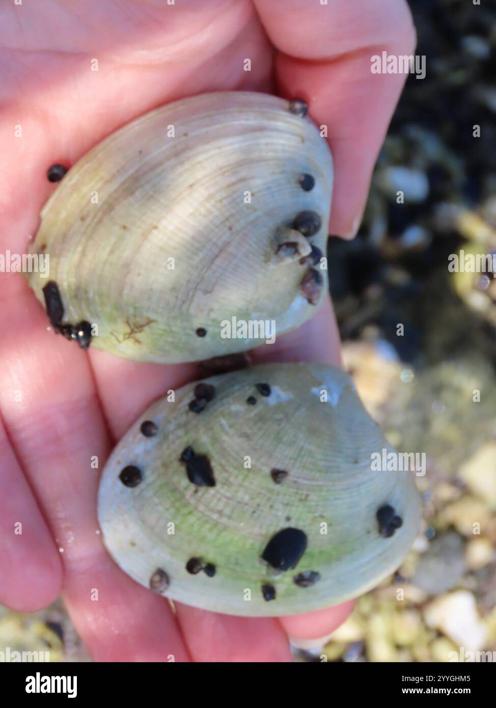 Japanese Littleneck (Ruditapes philippinarum Stock Photo - Alamy