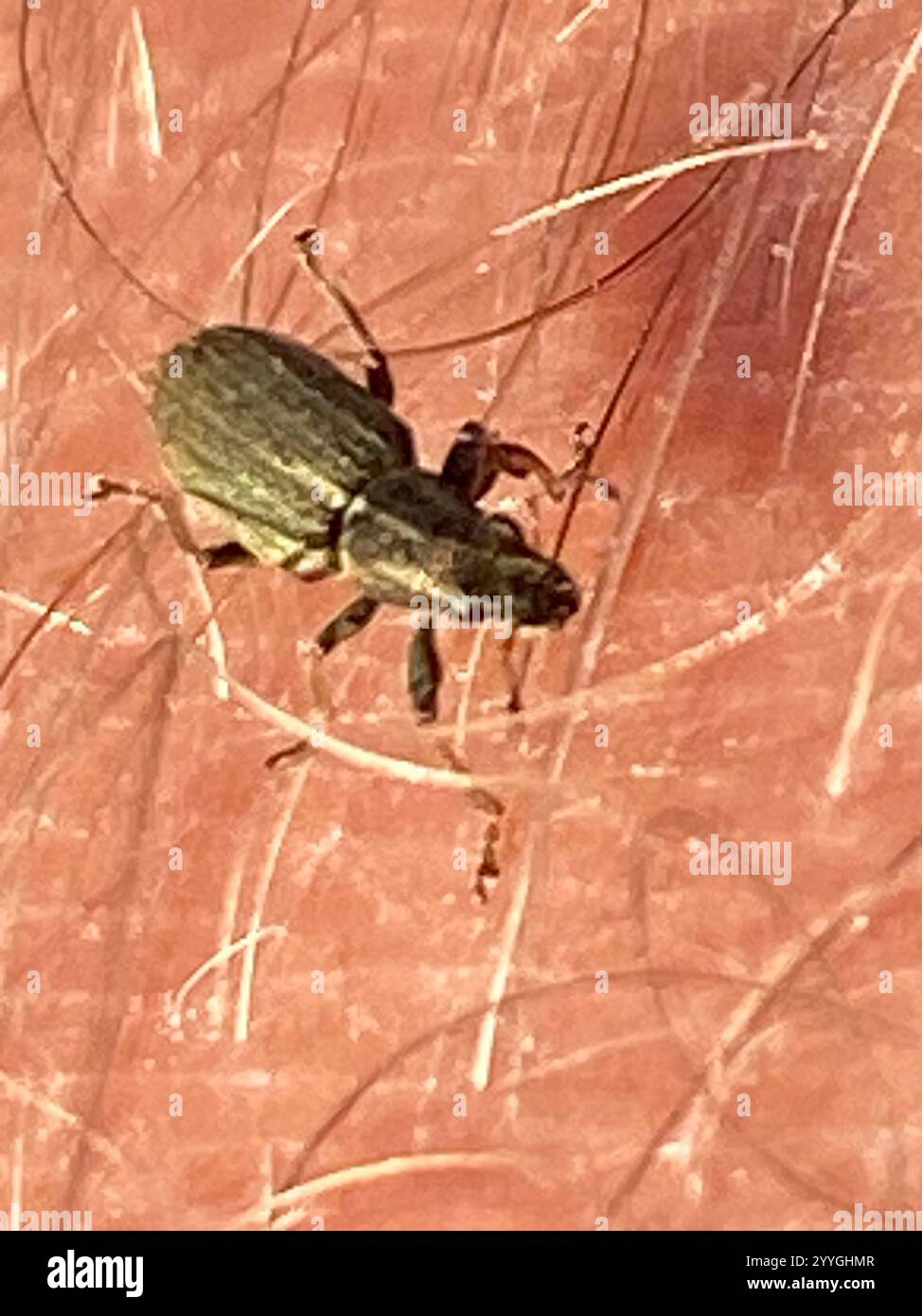 Pea Weevil (Sitona lineatus Stock Photo - Alamy