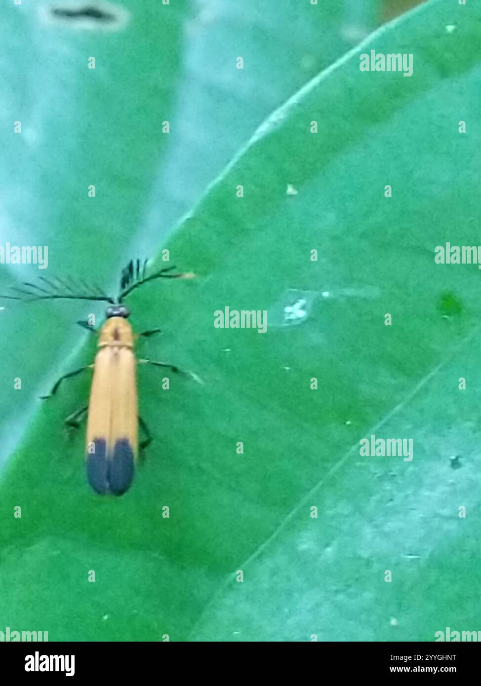 Net-winged Beetles (Lycidae Stock Photo - Alamy