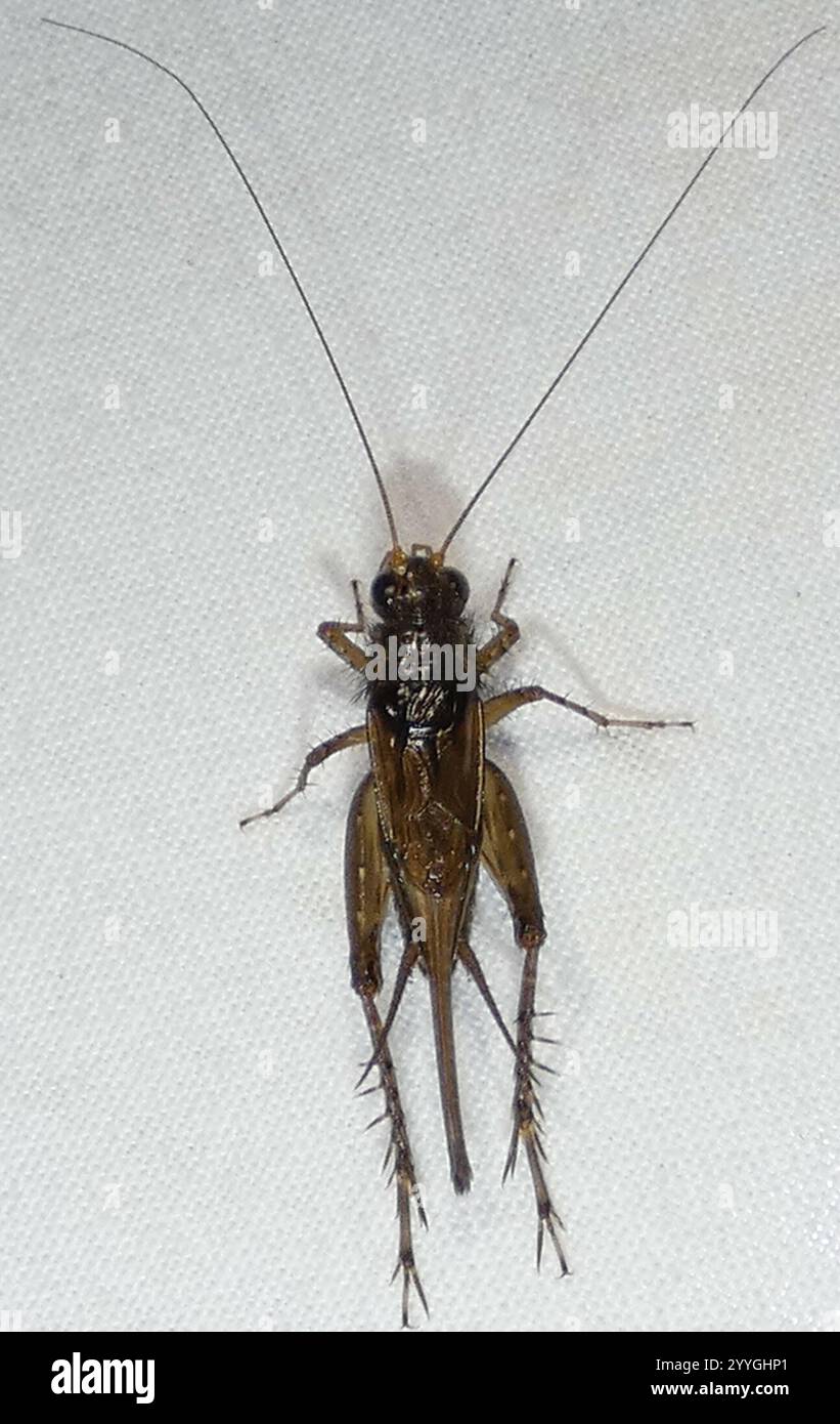 Small Ground Crickets (Neonemobius Stock Photo - Alamy