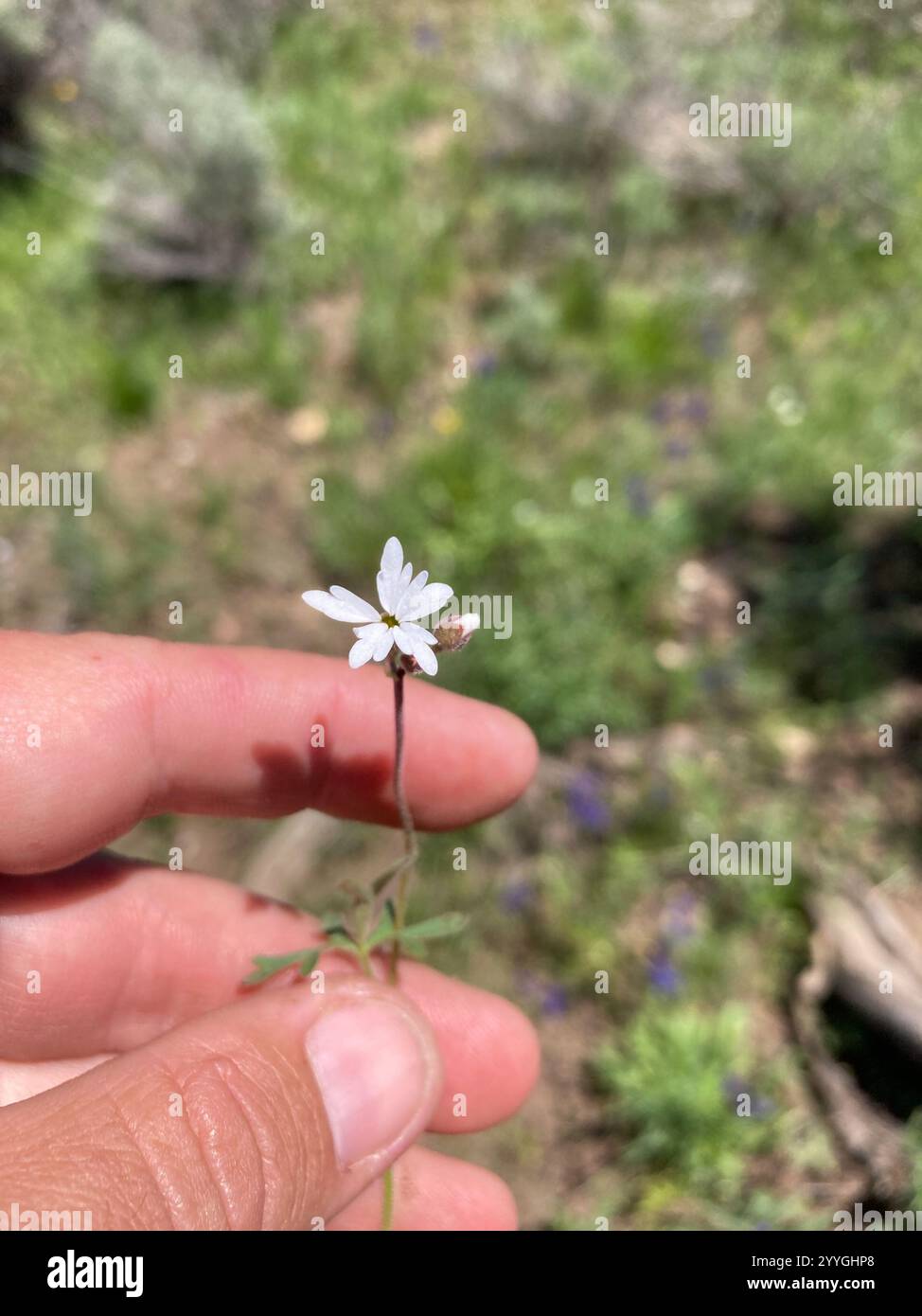 smallflower woodland star (Lithophragma parviflorum Stock Photo - Alamy