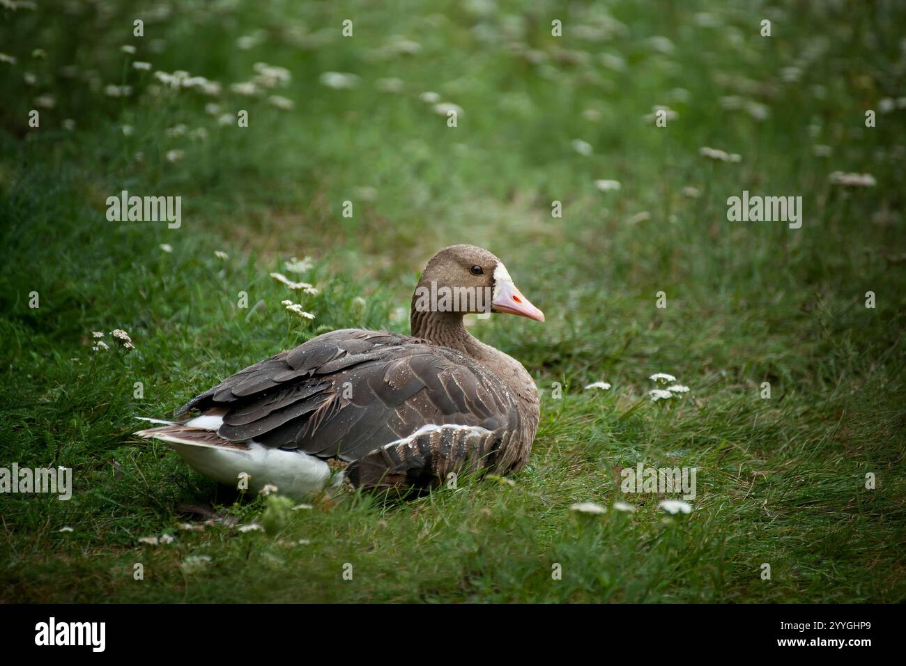 Turkey sitting in grass hi-res stock photography and images - Alamy