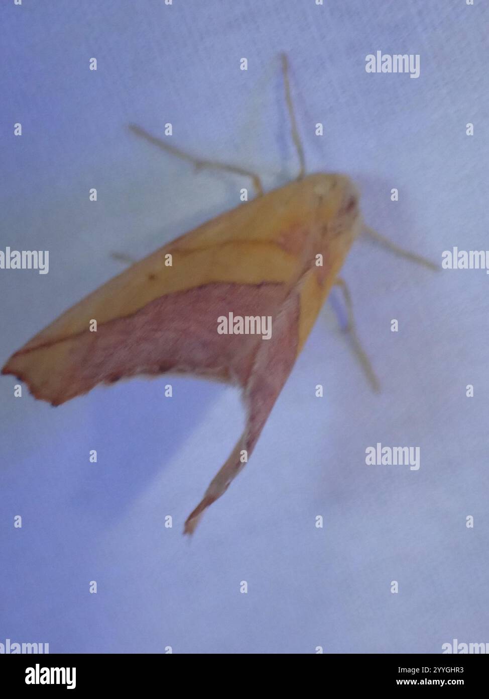 Sharp-lined Yellow (Sicya macularia Stock Photo - Alamy