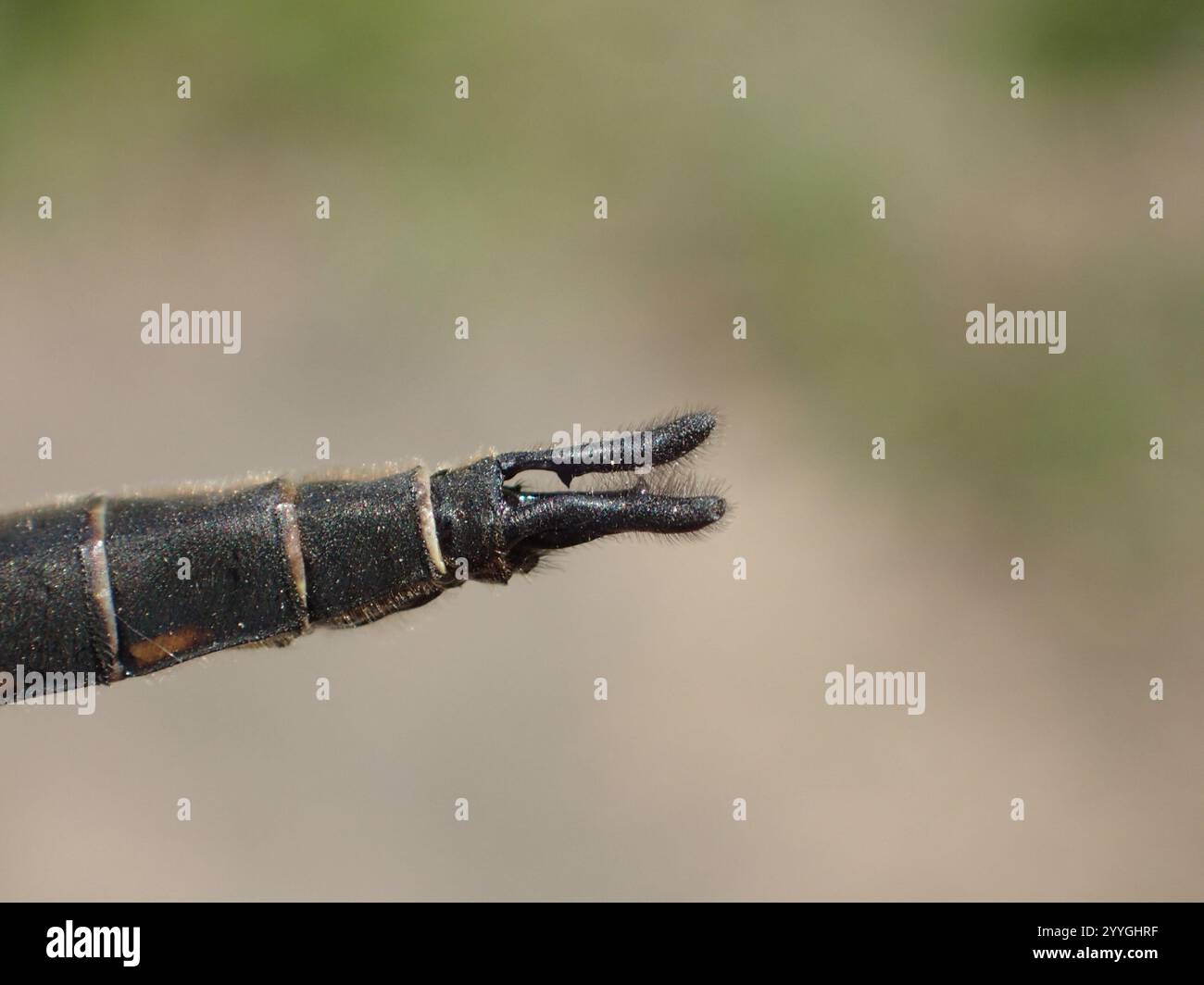 Spiny Baskettail (Epitheca spinigera Stock Photo - Alamy
