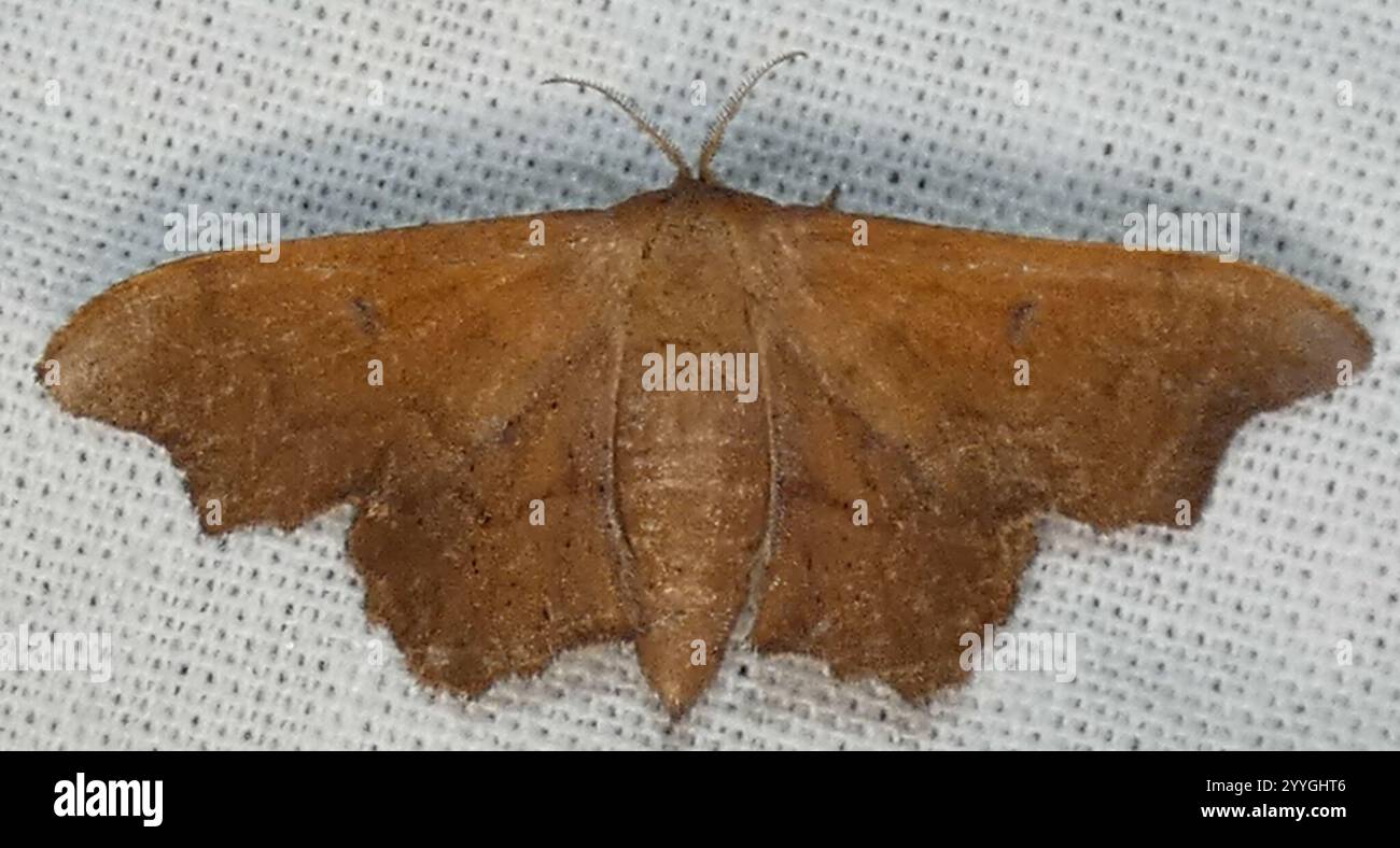 Scalloped Sack-bearer Moth (Lacosoma chiridota Stock Photo - Alamy