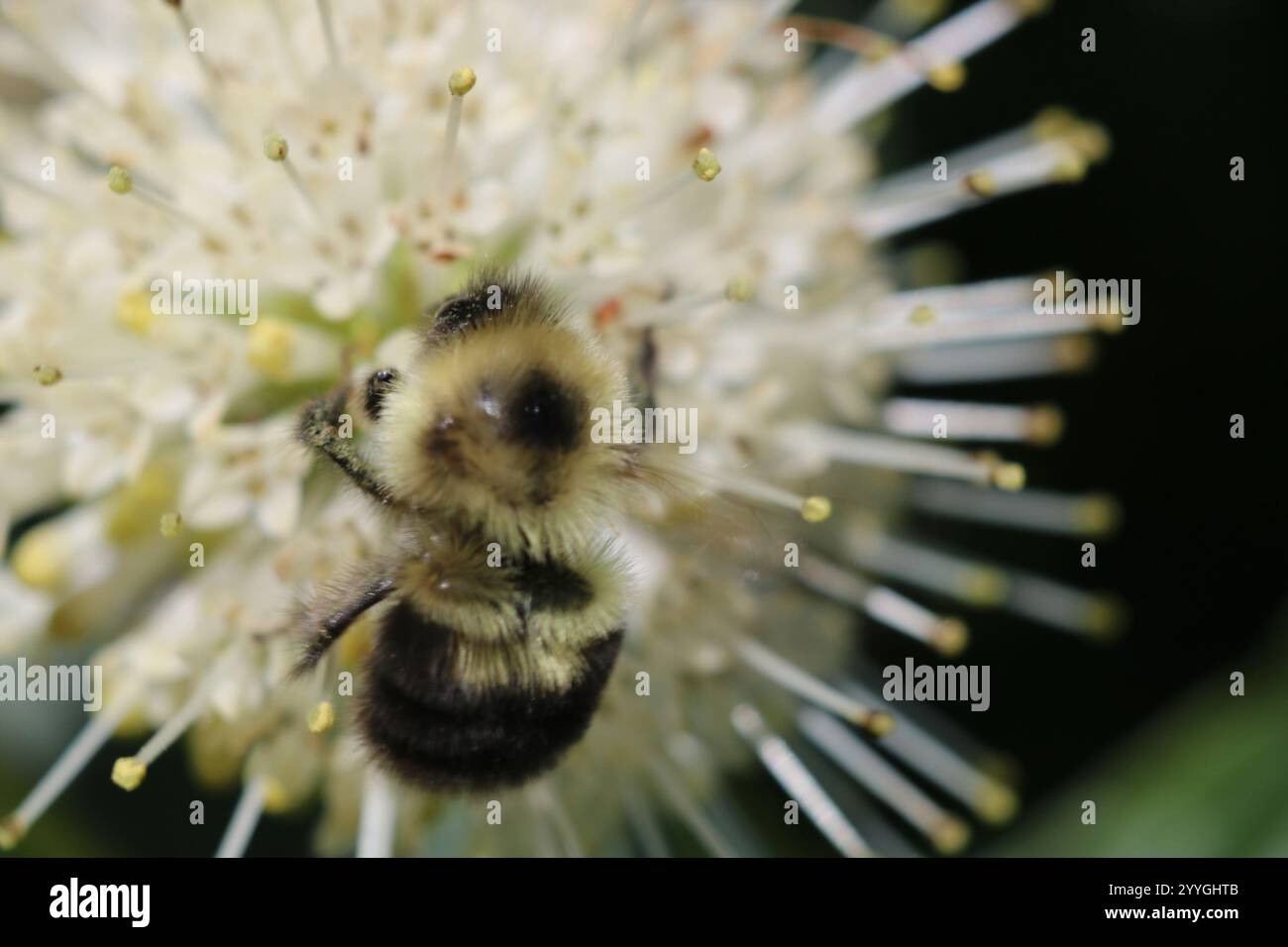 Two-spotted Bumble Bee (Bombus bimaculatus Stock Photo - Alamy