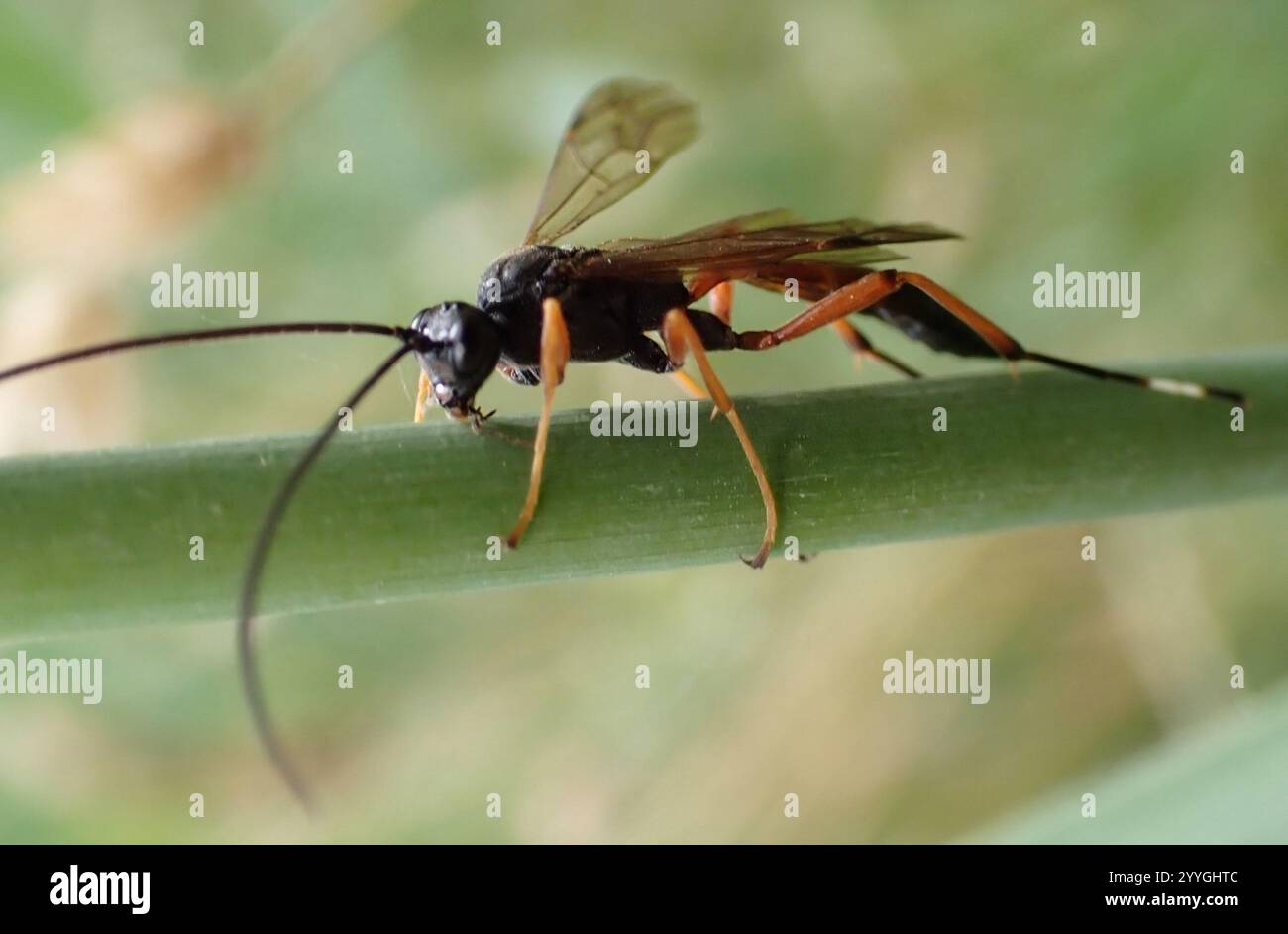 Ichneumonid Wasps (Ichneumonidae Stock Photo - Alamy