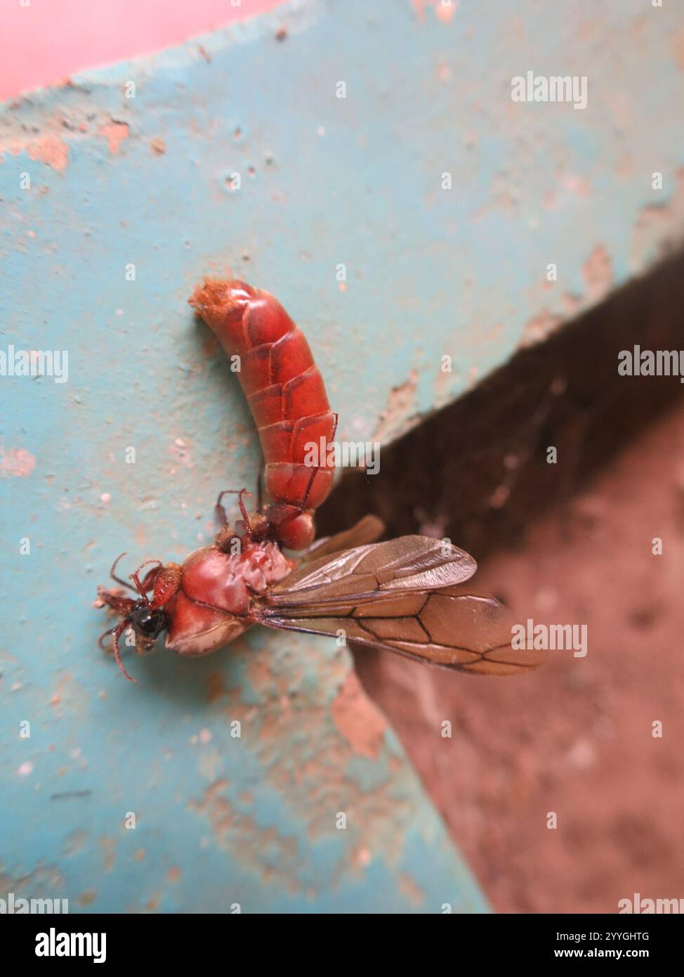 Driver Ants and Allies (Dorylus Stock Photo - Alamy