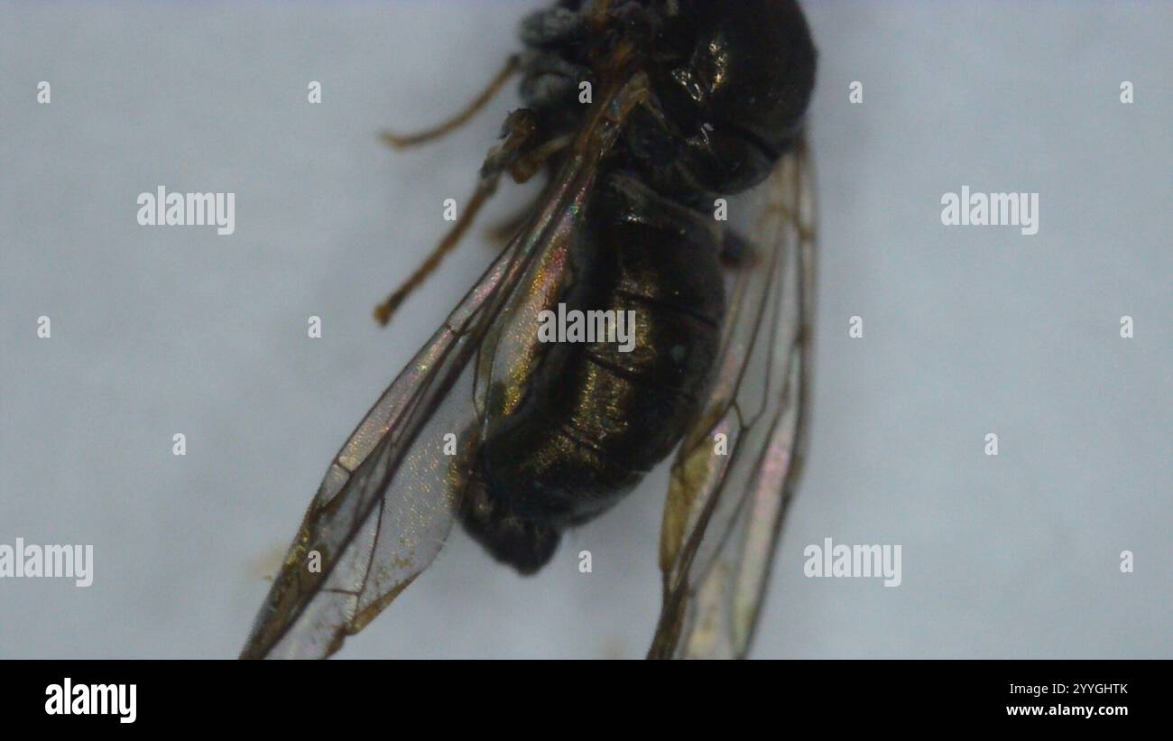 Pipunculidae hi-res stock photography and images - Alamy