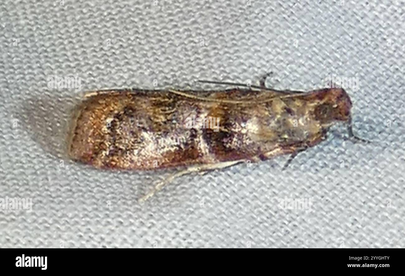 Conifer Coneworm Moths (Dioryctria Stock Photo - Alamy