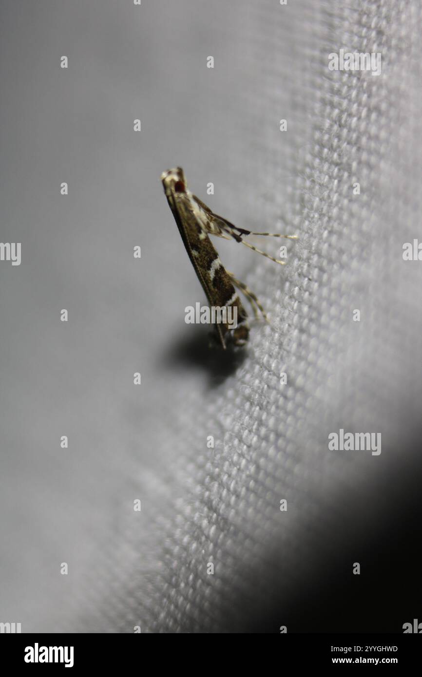 Aster Tentiform Blotchminer (Acrocercops astericola Stock Photo - Alamy