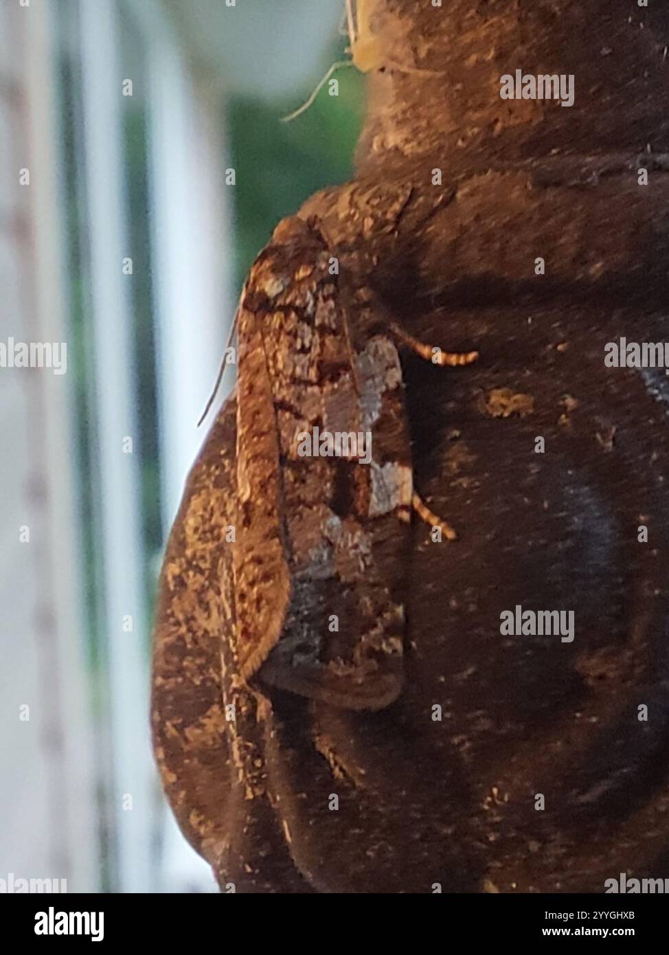 Spruce Budworm Moth (Choristoneura fumiferana Stock Photo - Alamy
