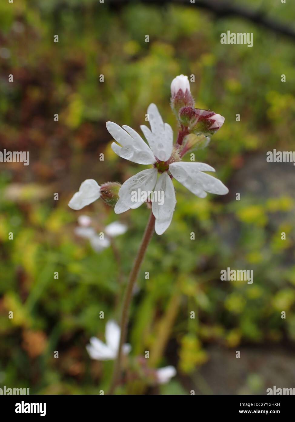 smallflower woodland star (Lithophragma parviflorum Stock Photo - Alamy