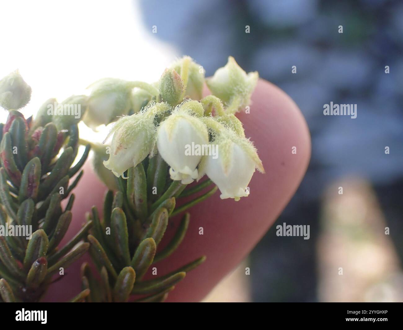 Yellow Mountain-heath (Phyllodoce glanduliflora Stock Photo - Alamy