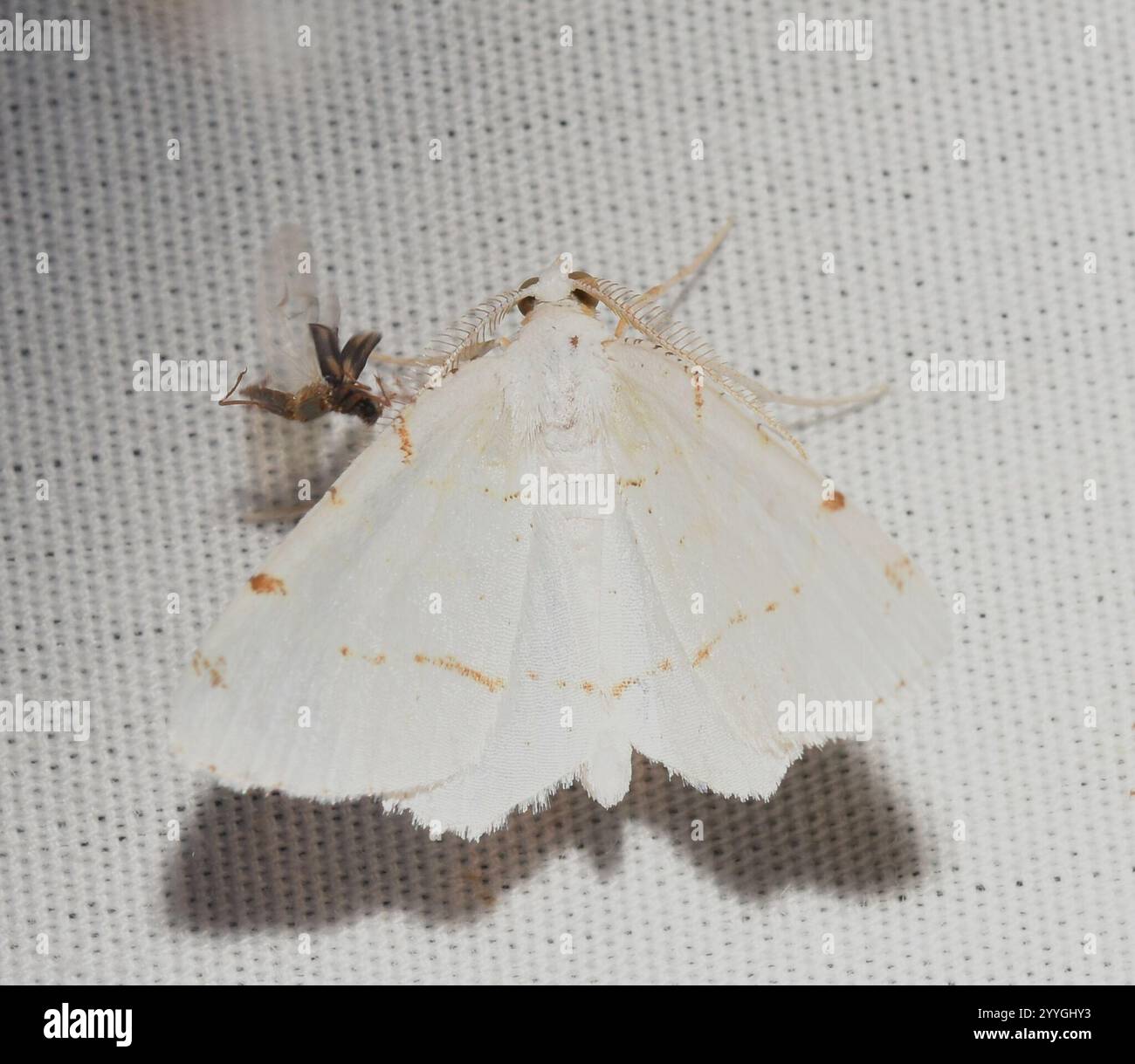 Lesser Maple Spanworm Moth (Macaria pustularia Stock Photo - Alamy