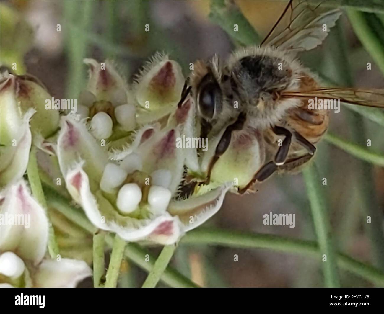 Western Honey Bee (Apis mellifera Stock Photo - Alamy
