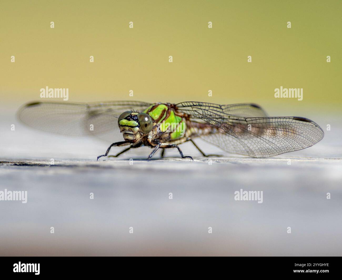 Ophiogomphus colubrinus hi-res stock photography and images - Alamy
