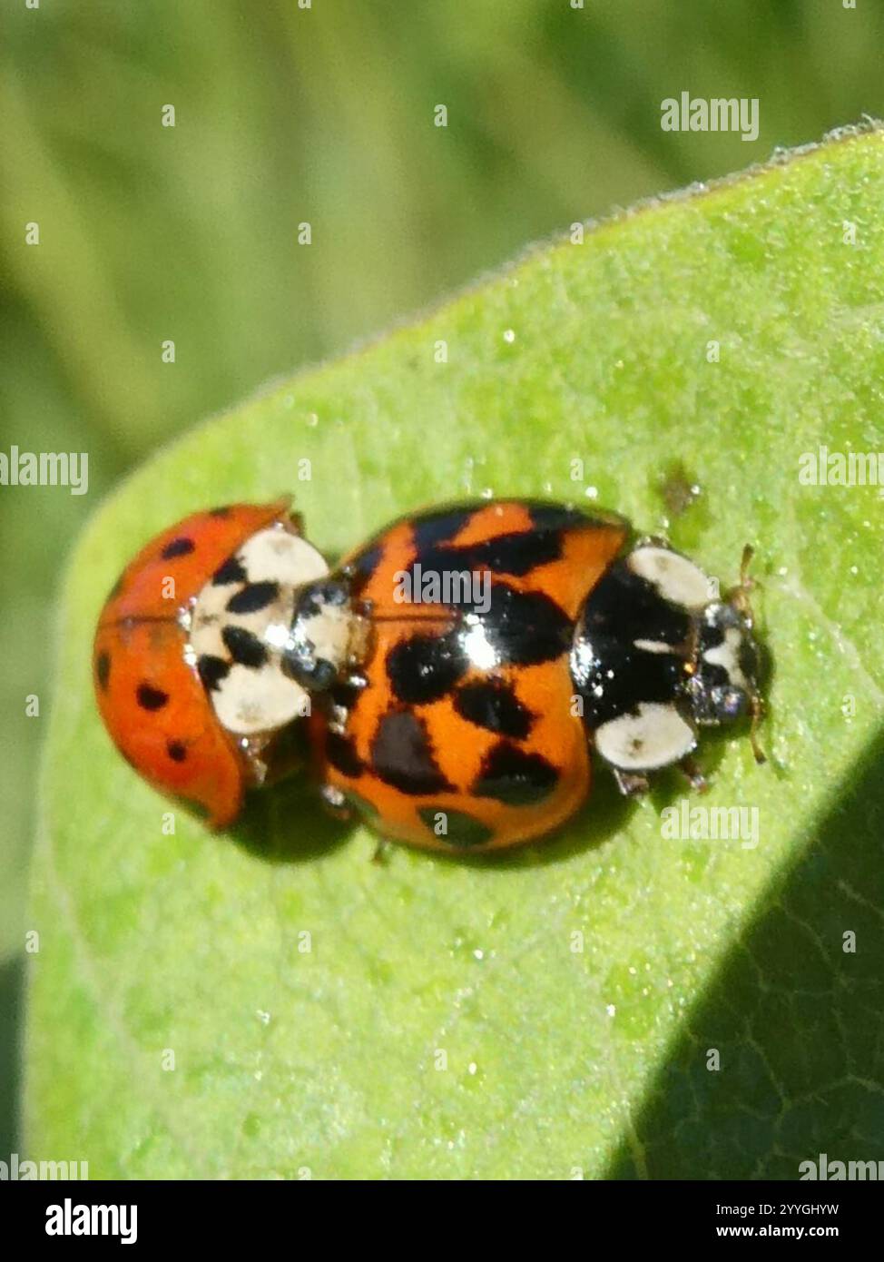 Asian Lady Beetle (Harmonia axyridis Stock Photo - Alamy