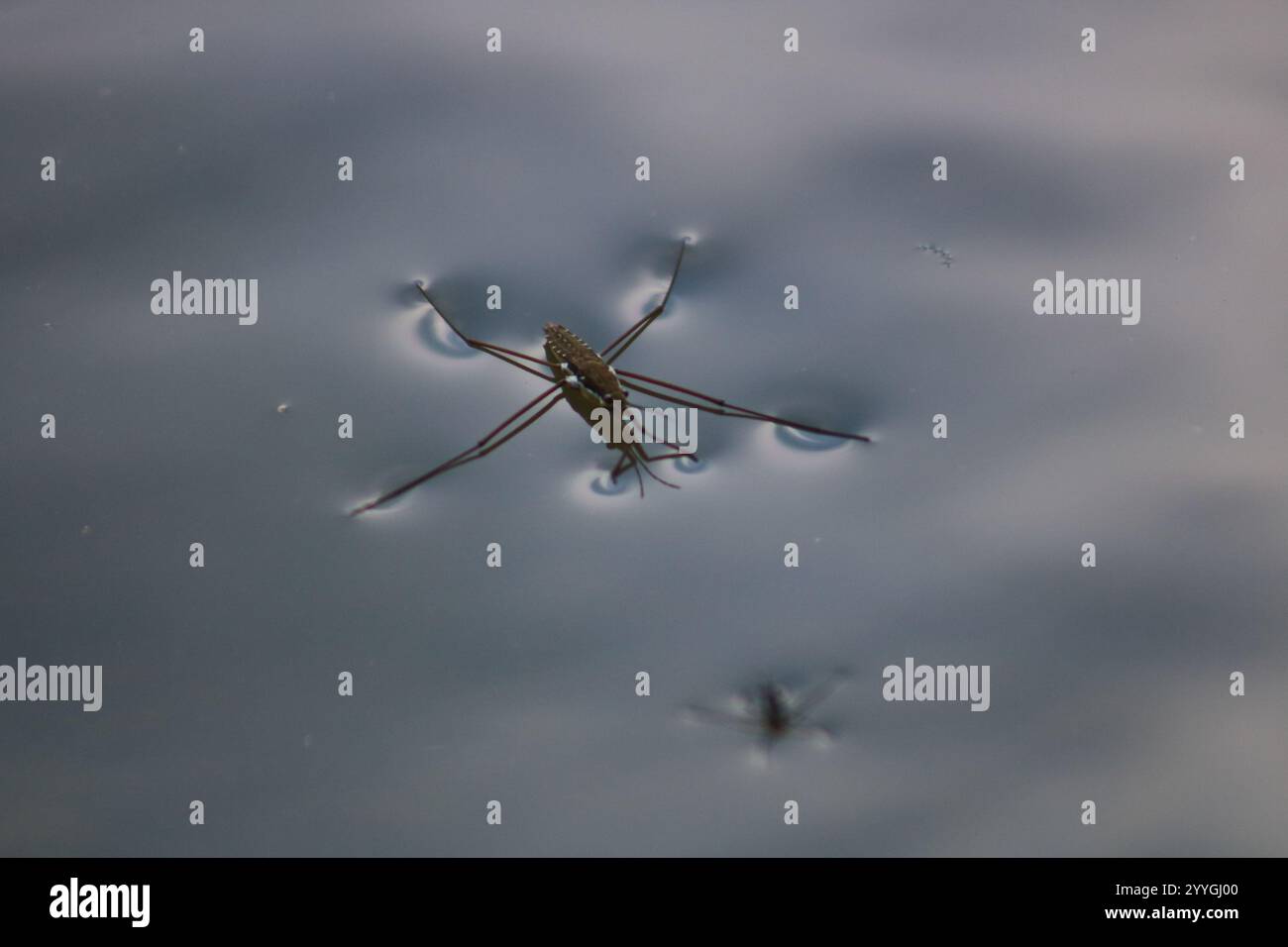 North American Common Water Strider (Aquarius remigis Stock Photo - Alamy