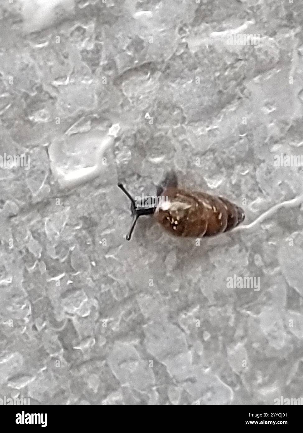 Cochlicopa lubrica hi-res stock photography and images - Alamy