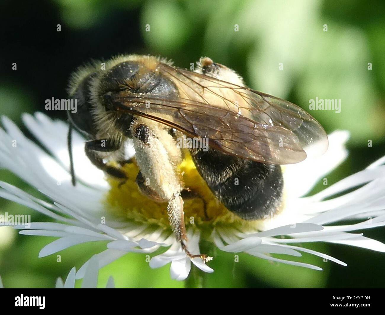 Mining Bees (Andrena Stock Photo - Alamy