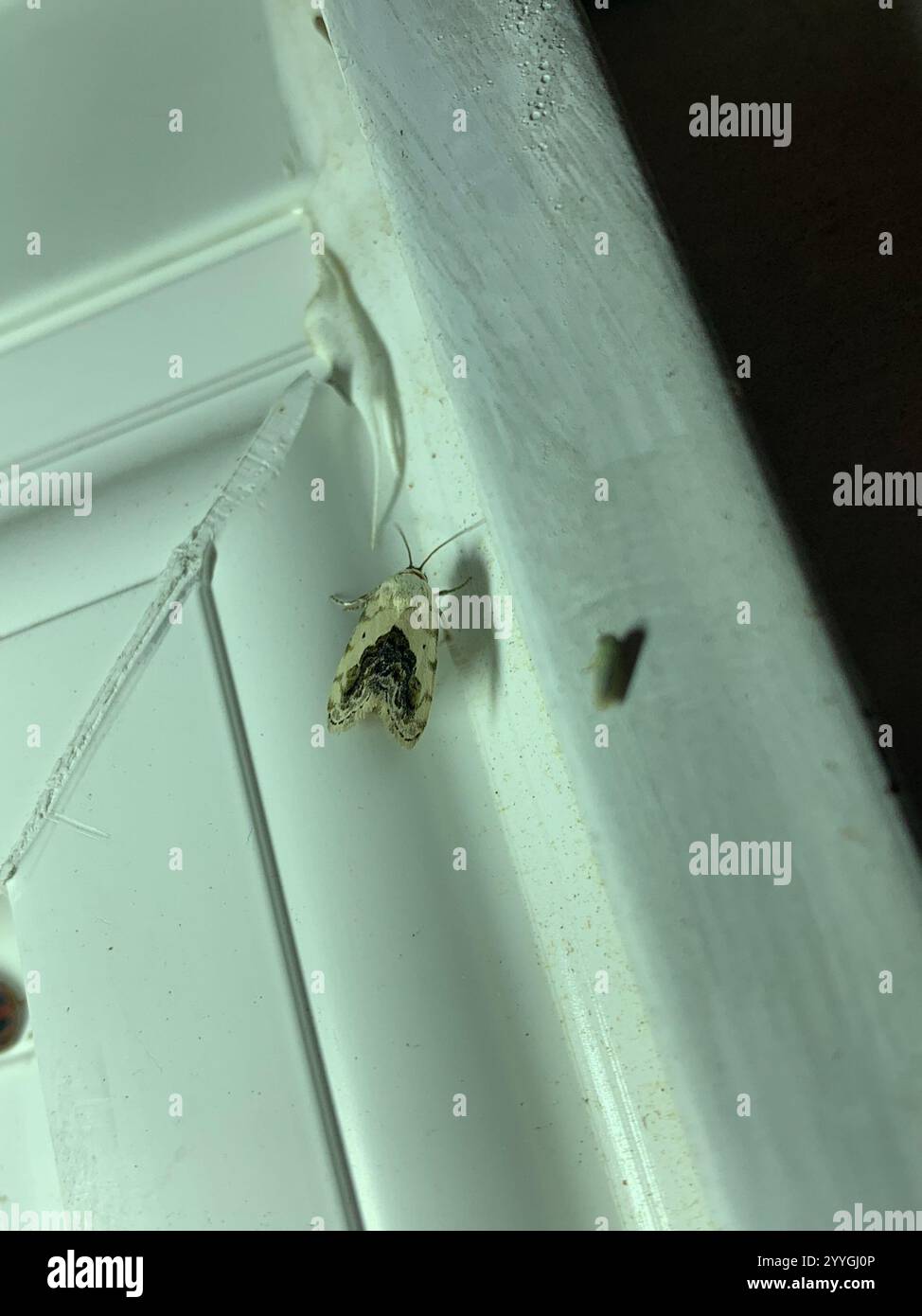 Small Bird-dropping Moth (Ponometia erastrioides Stock Photo - Alamy