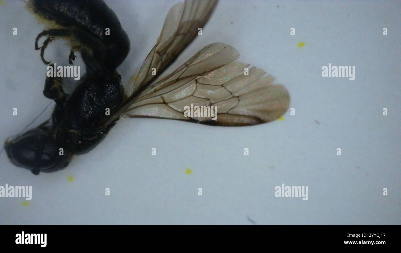 Small Scissor Bee (Chelostoma campanularum Stock Photo - Alamy