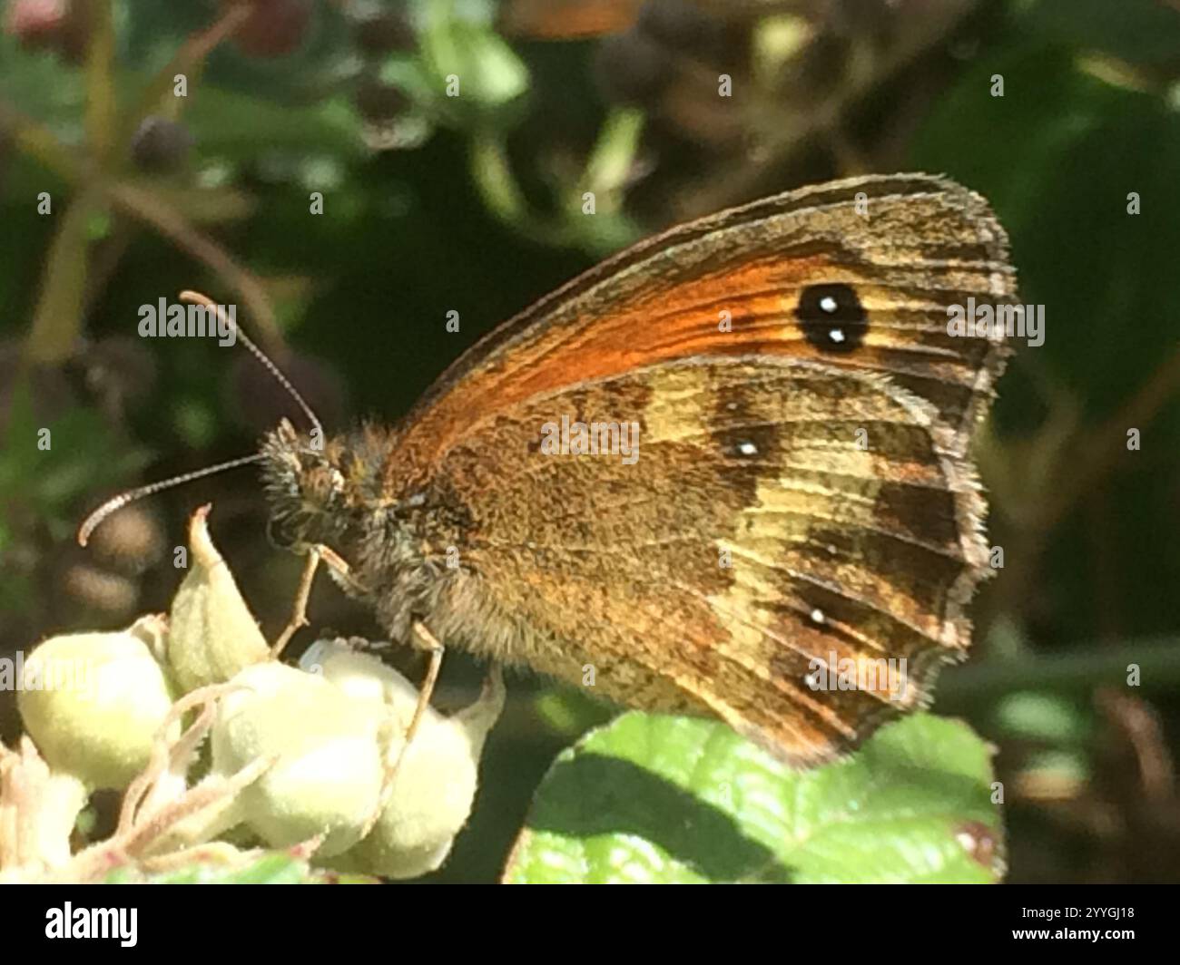 Gatekeeper (Pyronia tithonus Stock Photo - Alamy