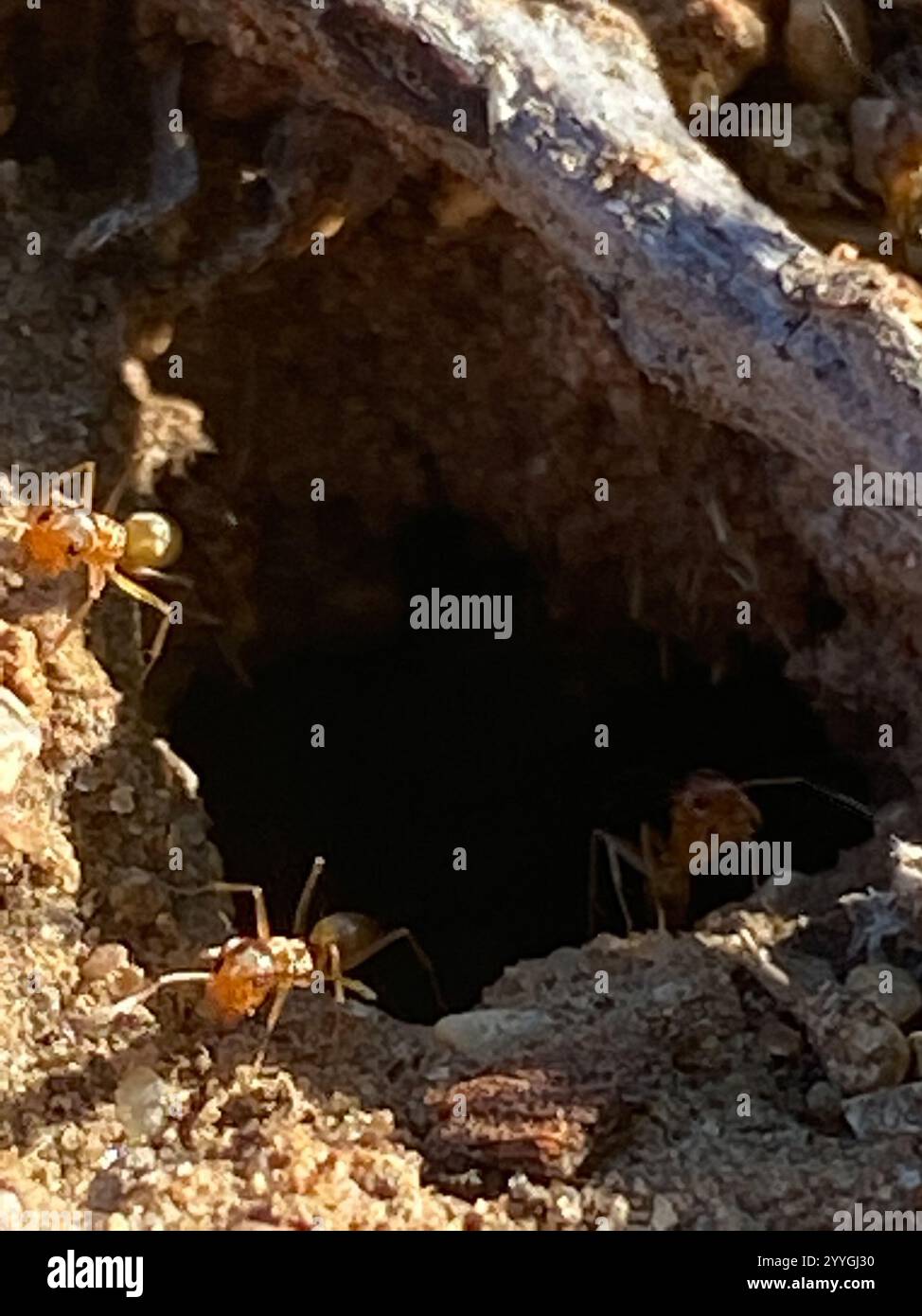 Yellow Pyramid Ant (Dorymyrmex flavus Stock Photo - Alamy