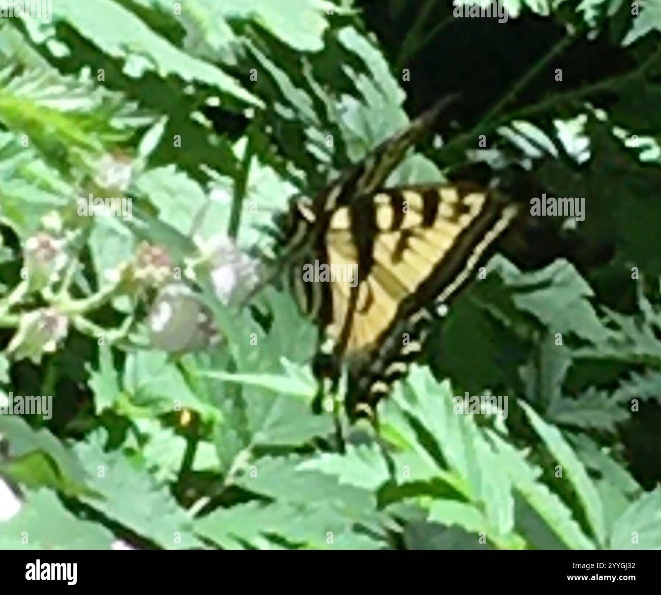 Western Tiger Swallowtail (Papilio rutulus Stock Photo - Alamy
