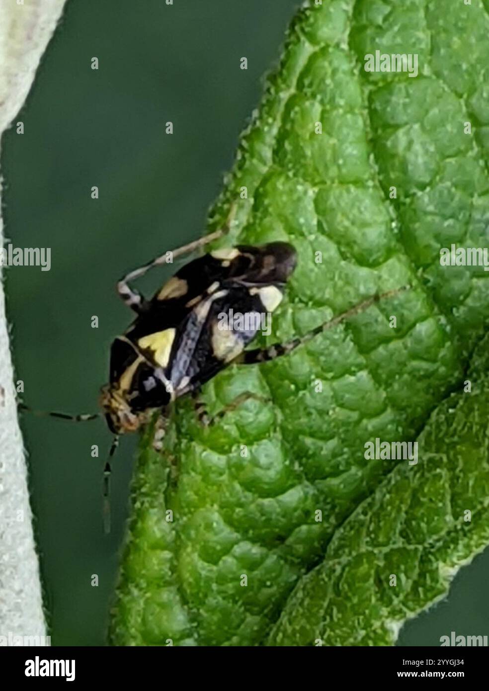 Three Spotted Nettle Bug (Liocoris tripustulatus Stock Photo - Alamy