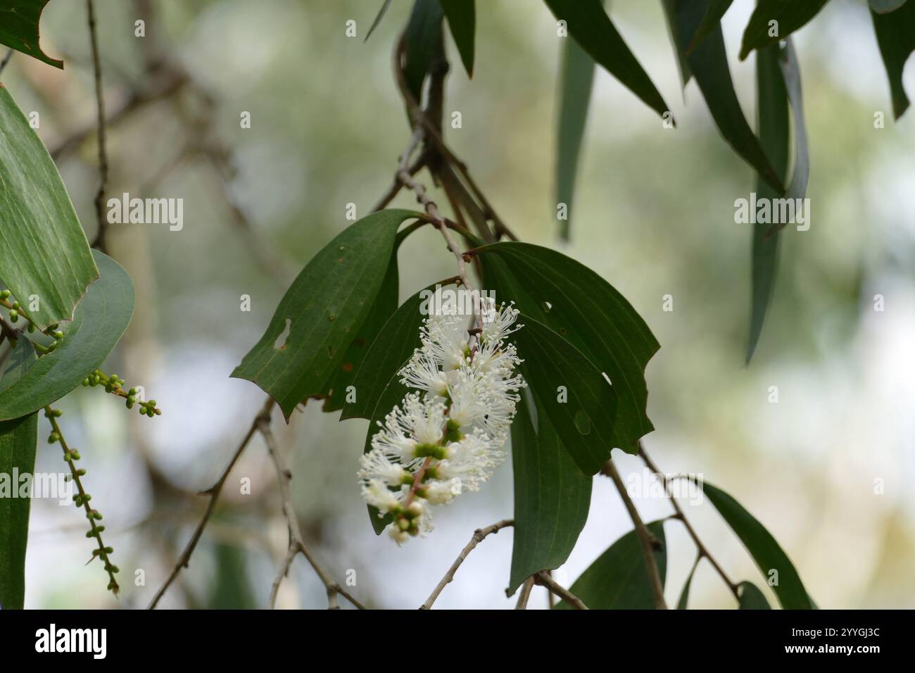 Weeping Paperbark (Melaleuca leucadendra Stock Photo - Alamy