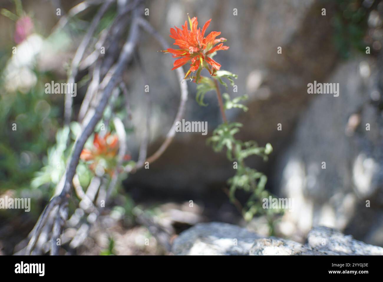 Distichous hi-res stock photography and images - Alamy