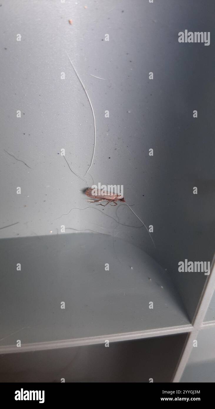 Palmerworm Moth (Dichomeris ligulella Stock Photo - Alamy