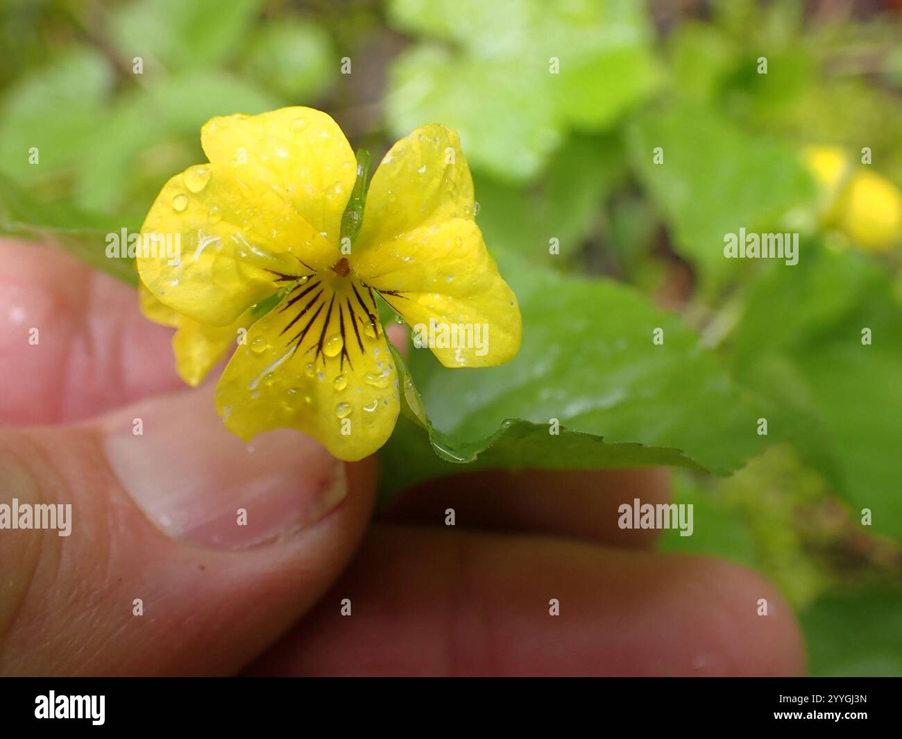 stream violet (Viola glabella Stock Photo - Alamy