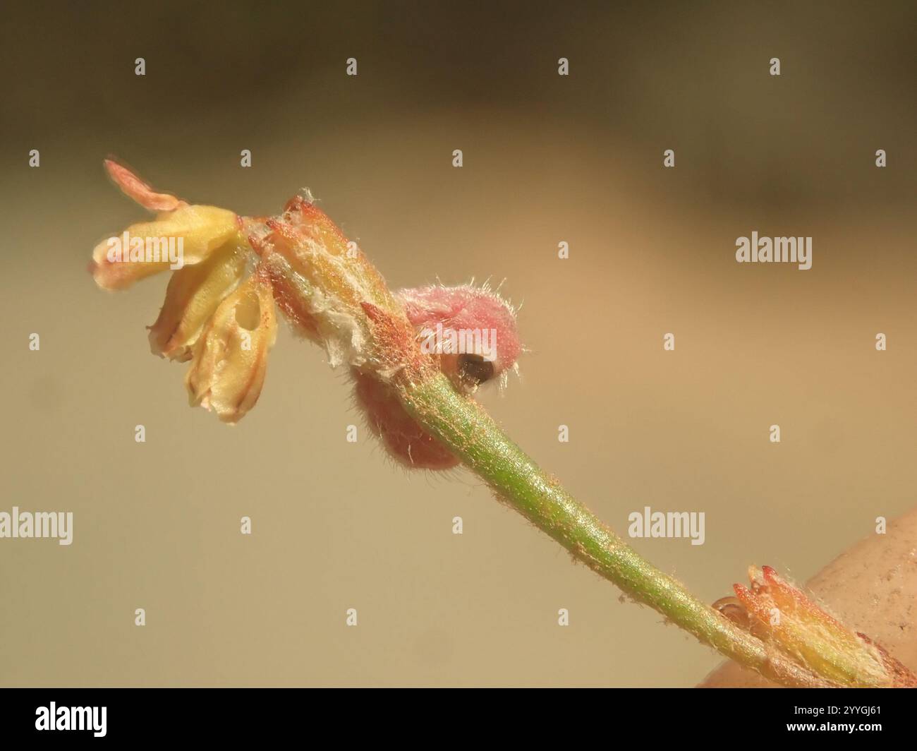 Acmon Blue (Icaricia acmon Stock Photo - Alamy