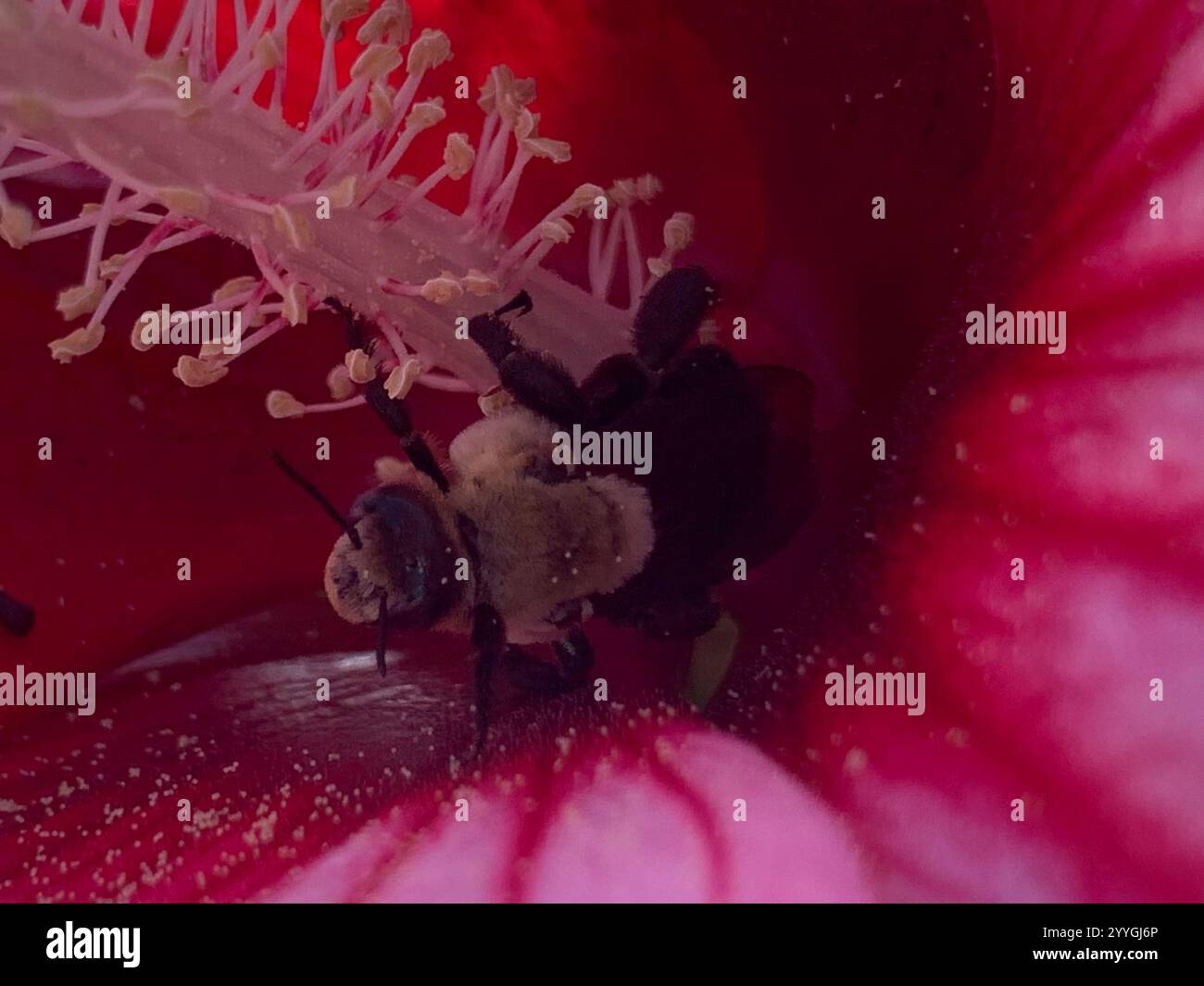 Hibiscus Turret Bee (Ptilothrix bombiformis Stock Photo - Alamy