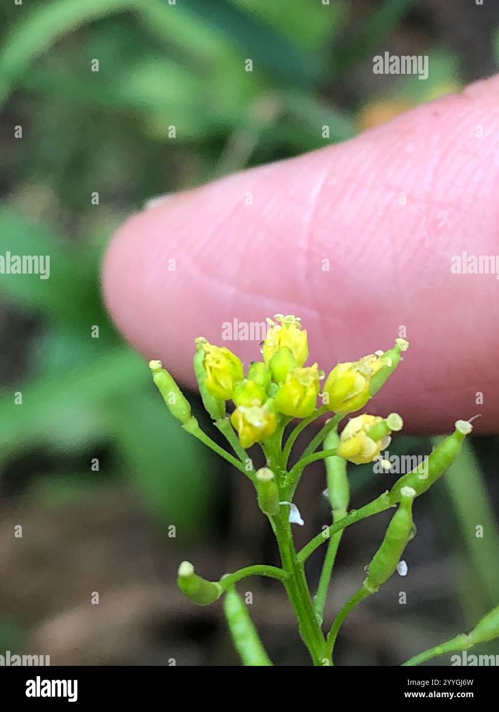 Bog Yellowcress (Rorippa palustris Stock Photo - Alamy