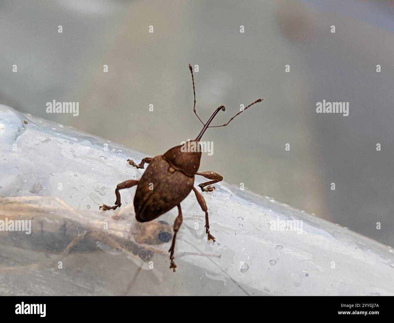 acorn weevil (Curculio glandium Stock Photo - Alamy