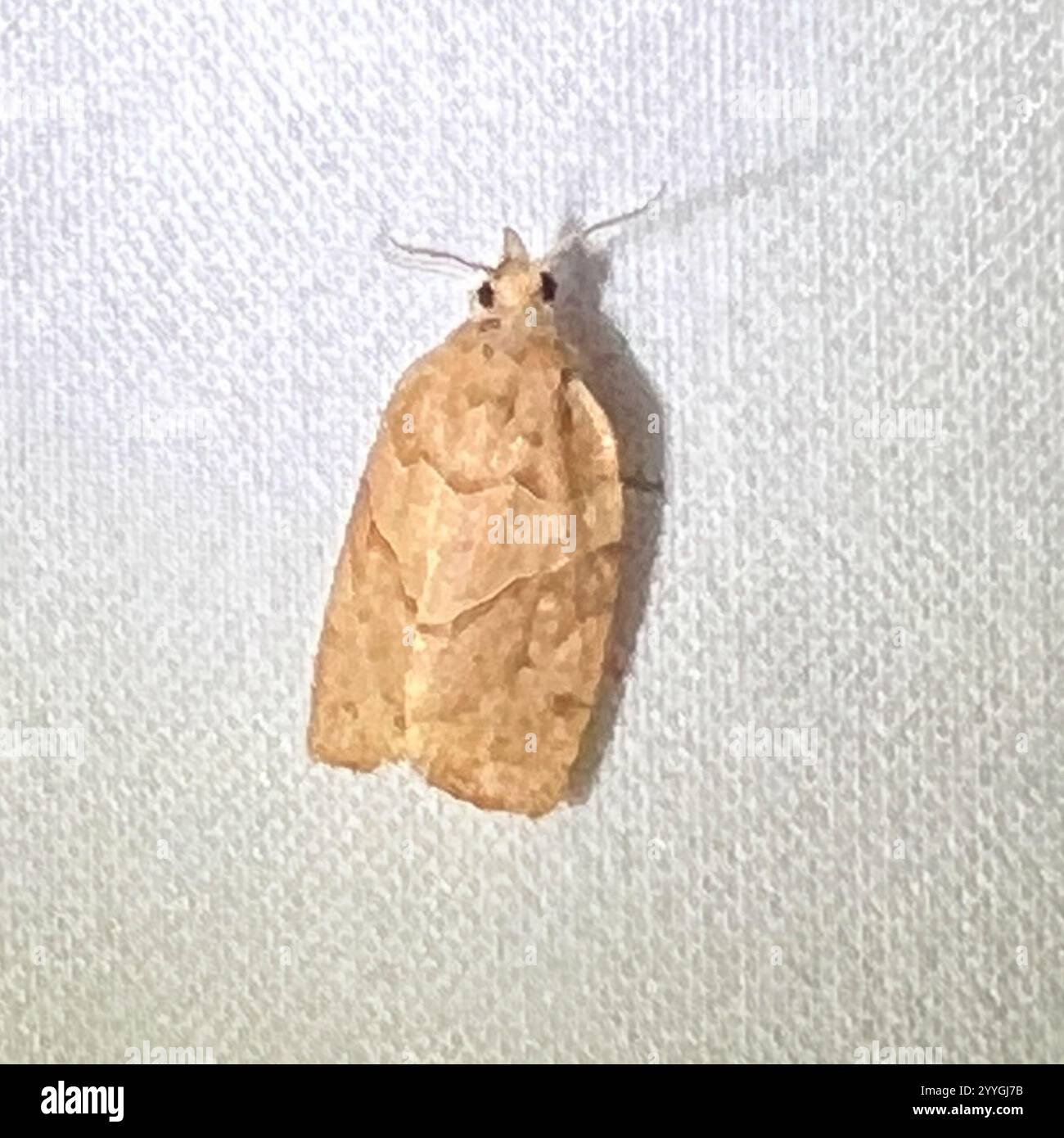 Woodgrain Leafroller Moth (Pandemis lamprosana Stock Photo - Alamy
