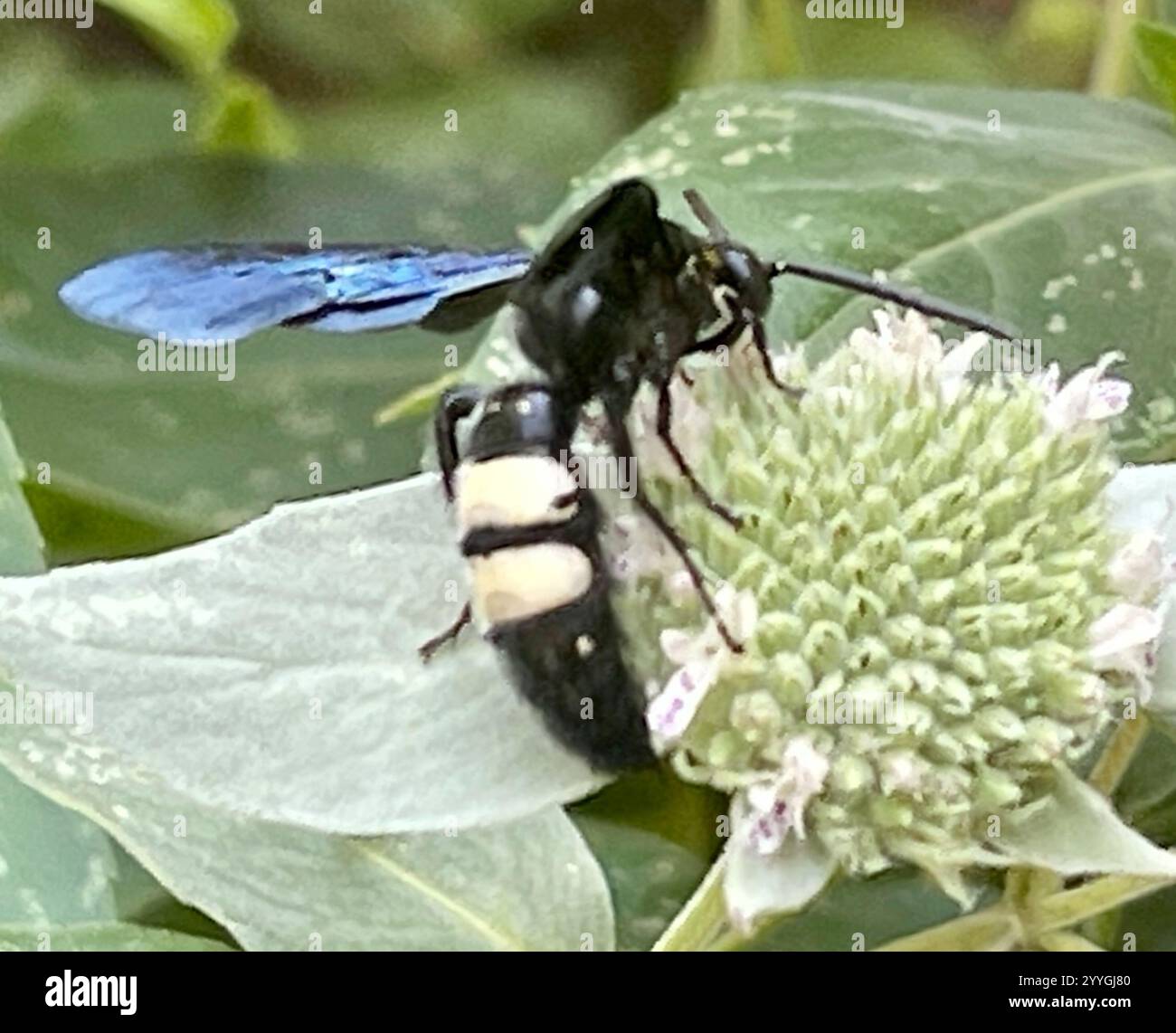 Double-banded Scoliid Wasp (Scolia bicincta Stock Photo - Alamy