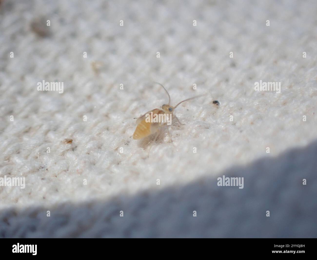 Barklice, Booklice, and Parasitic Lice (Psocodea Stock Photo - Alamy