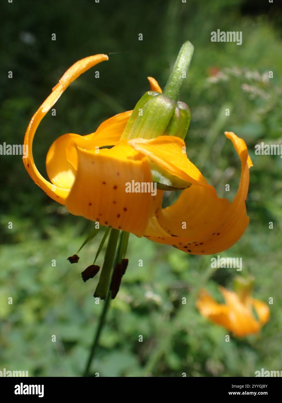 Columbia lily (Lilium columbianum Stock Photo - Alamy