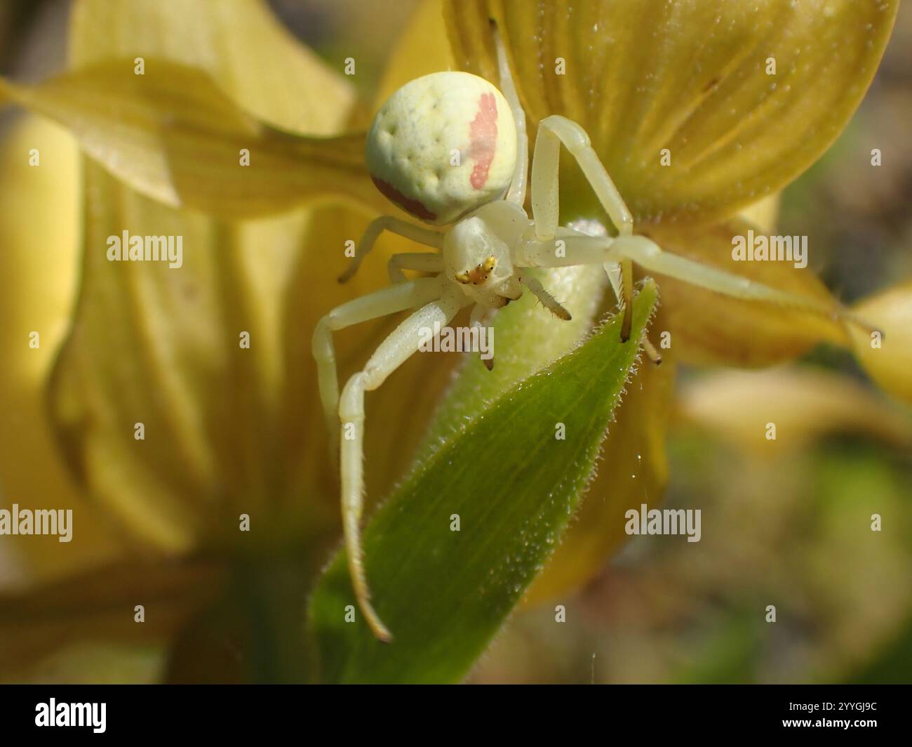 Goldenrod Crab Spider (Misumena vatia Stock Photo - Alamy