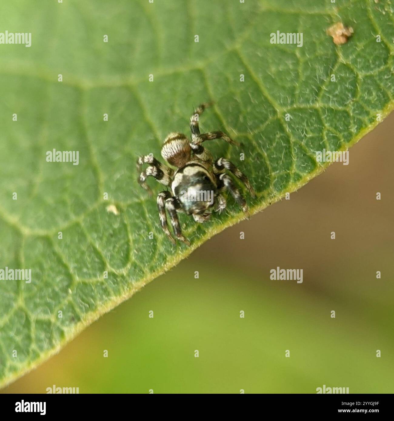 Jumping Spiders (Salticidae Stock Photo - Alamy