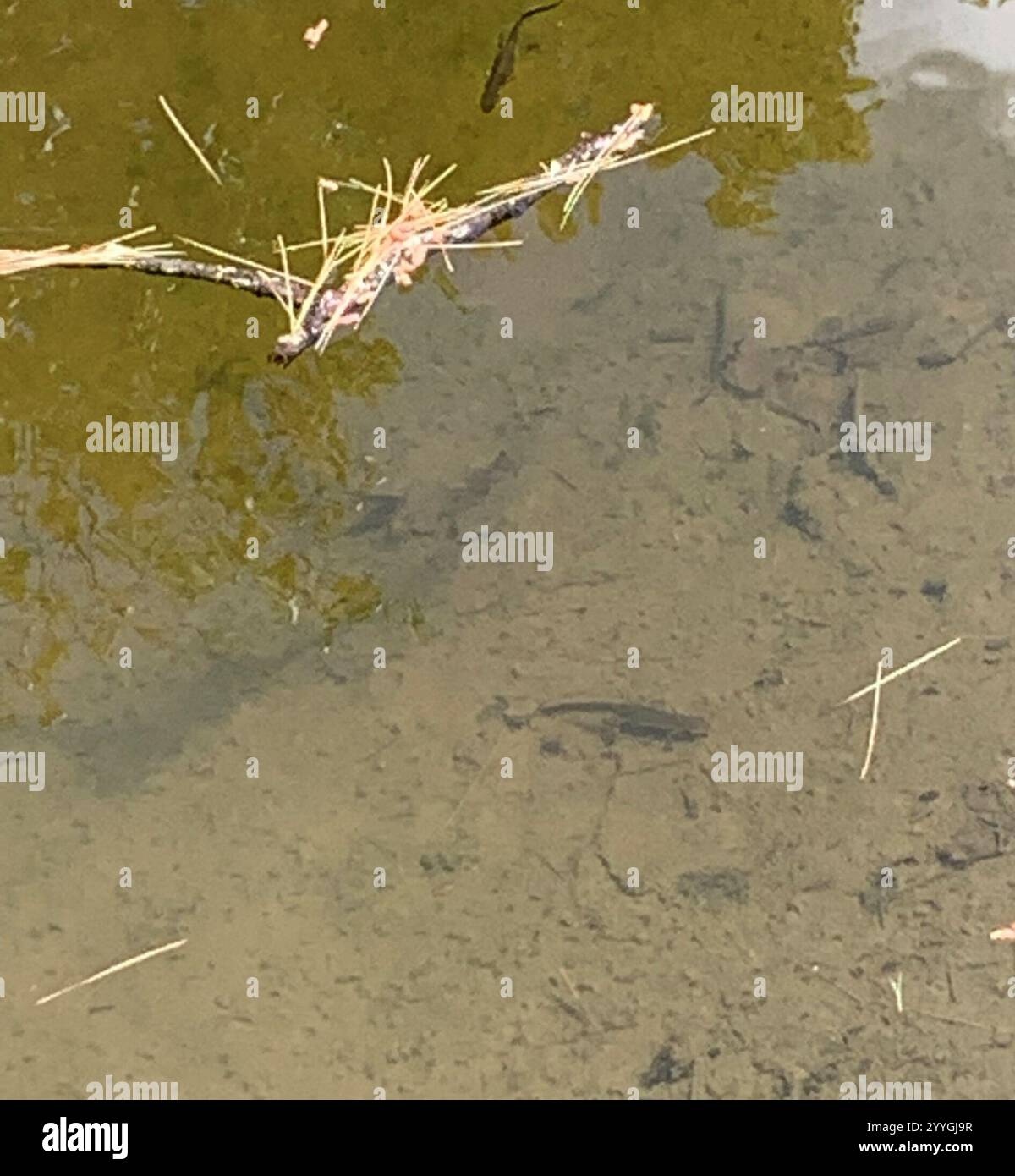 Eastern Newt (Notophthalmus viridescens Stock Photo - Alamy