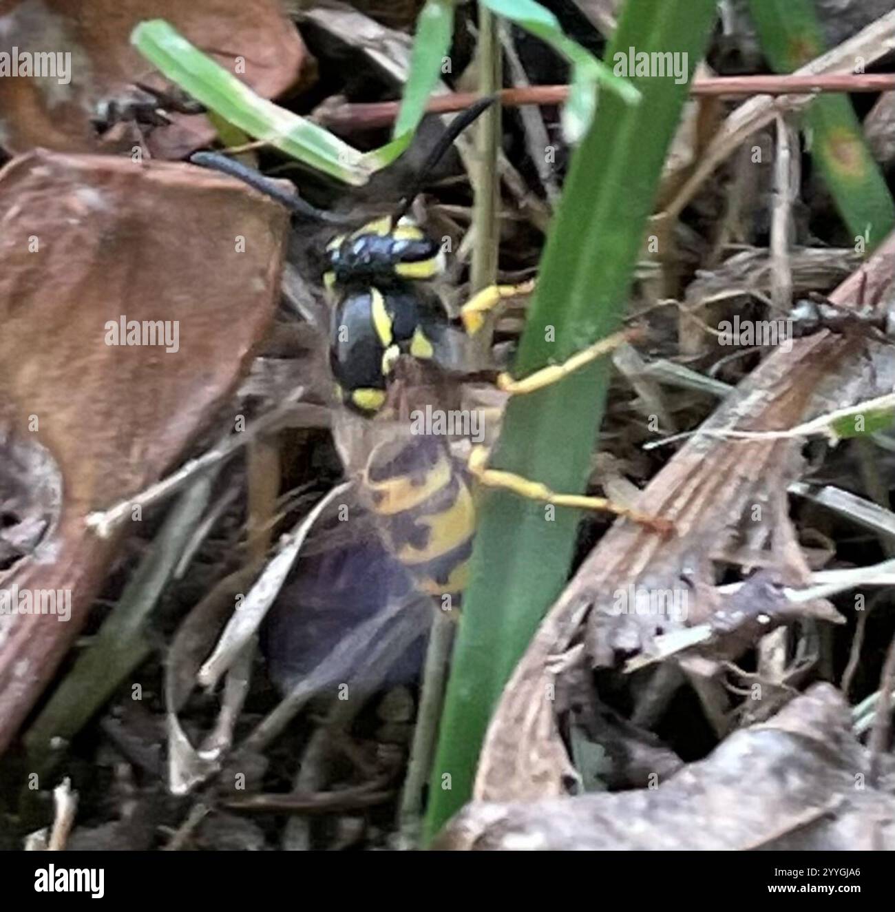 Ground Yellowjackets (Vespula Stock Photo - Alamy