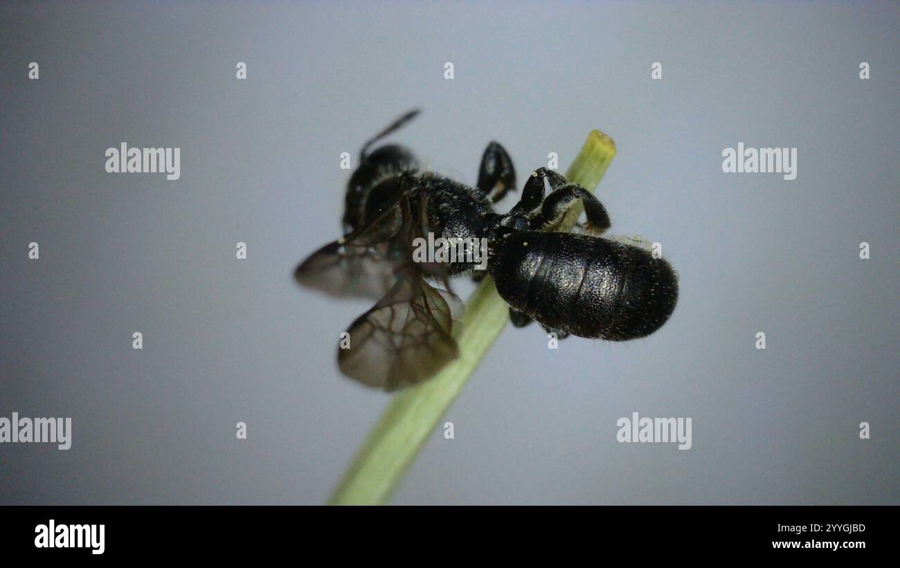 Small Scissor Bee (Chelostoma campanularum Stock Photo - Alamy