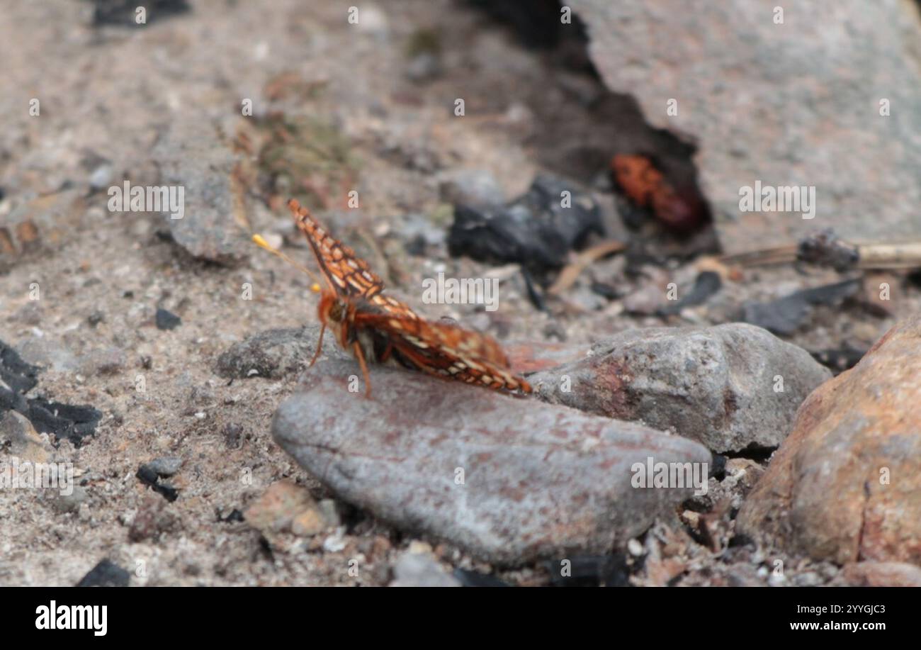 Euphydryas anicia hi-res stock photography and images - Alamy