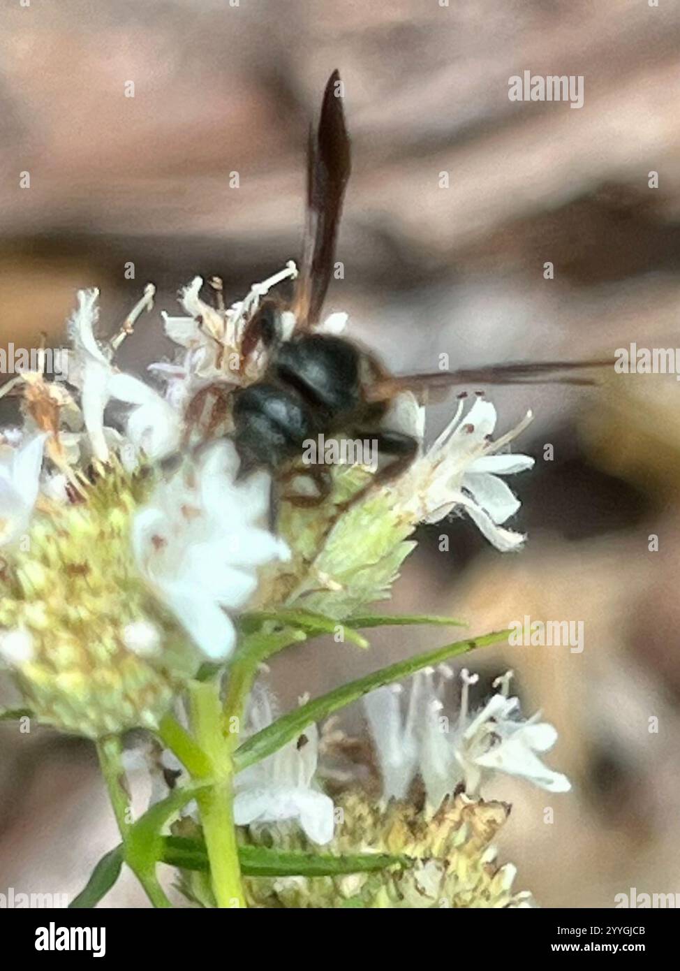 Noble Scoliid Wasp (Scolia nobilitata Stock Photo - Alamy